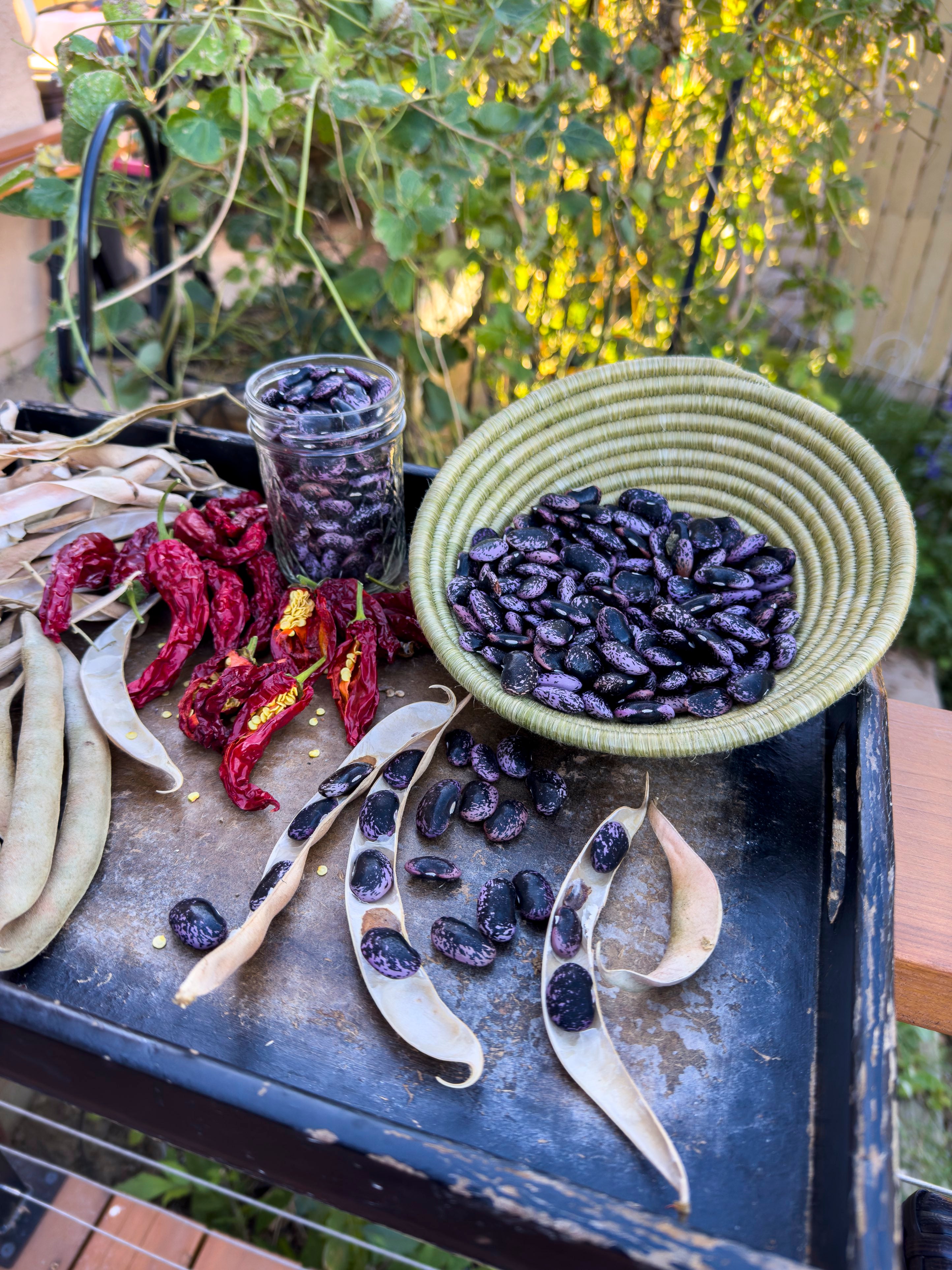 The Journey of Organic Gardening Seeds from Farm to Your Garden ...