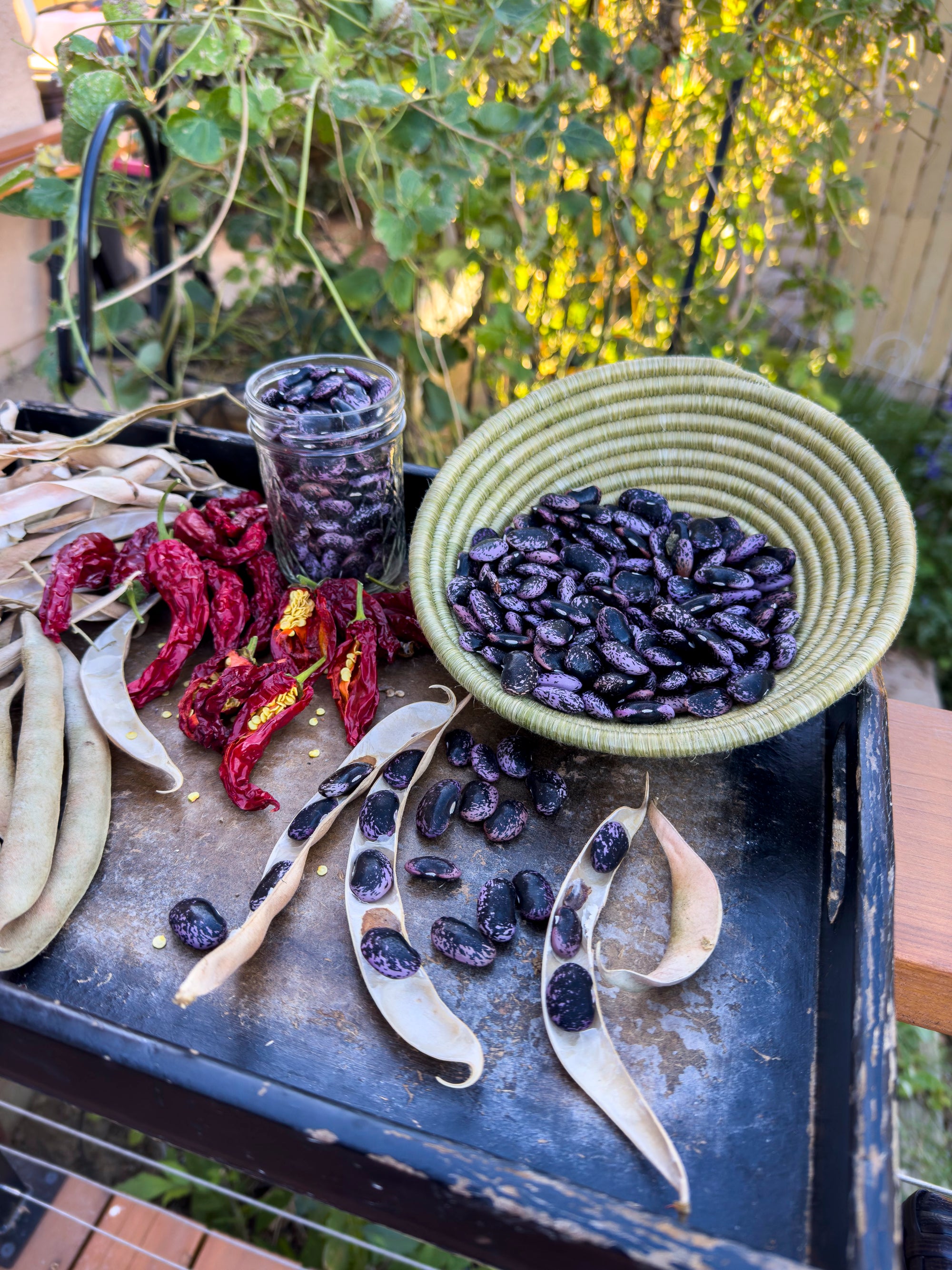 The Journey of Organic Gardening Seeds from Farm to Your Garden ...