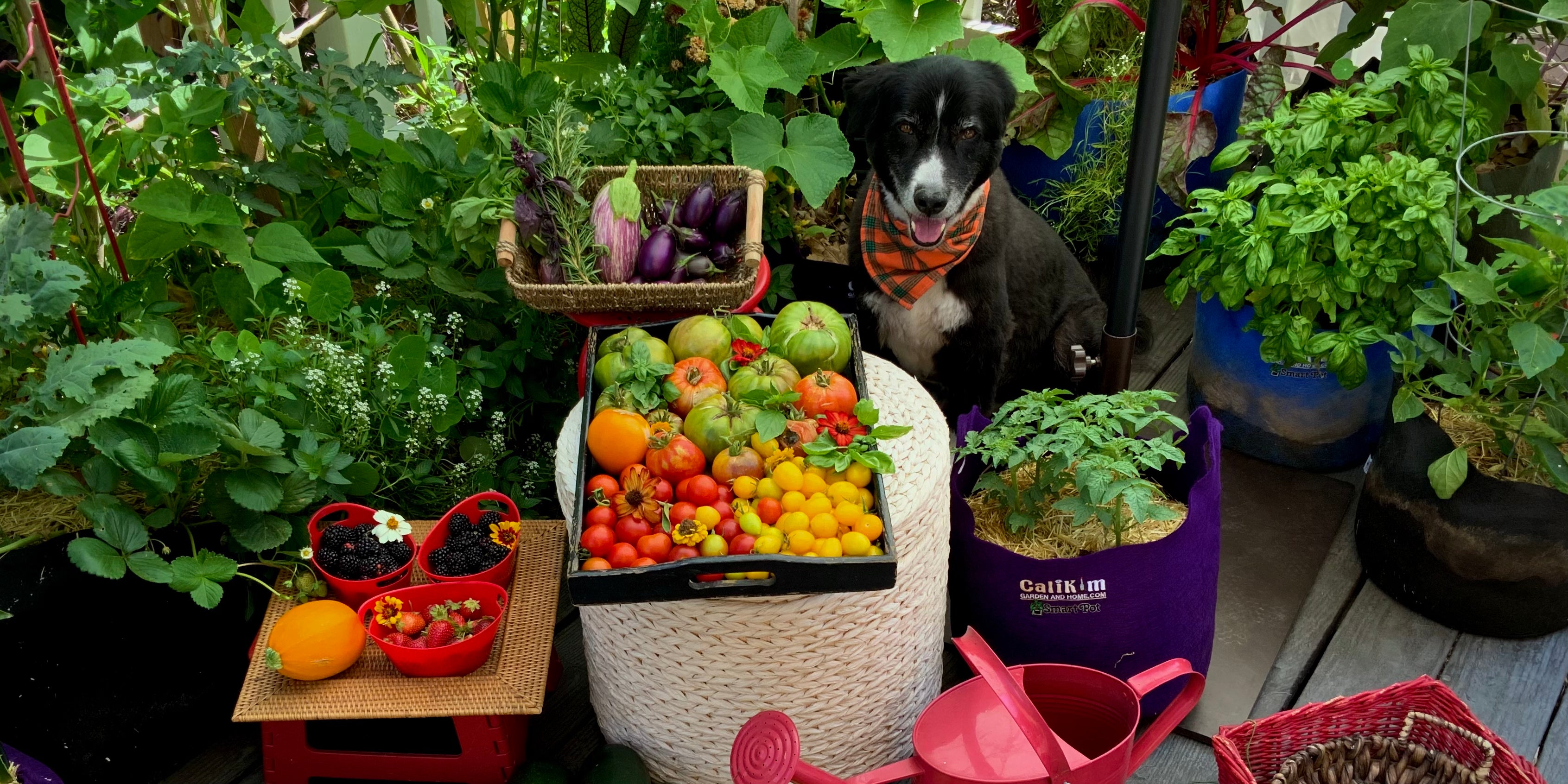 As Seen on YouTube – CaliKim Garden & Home DIY, Inc.